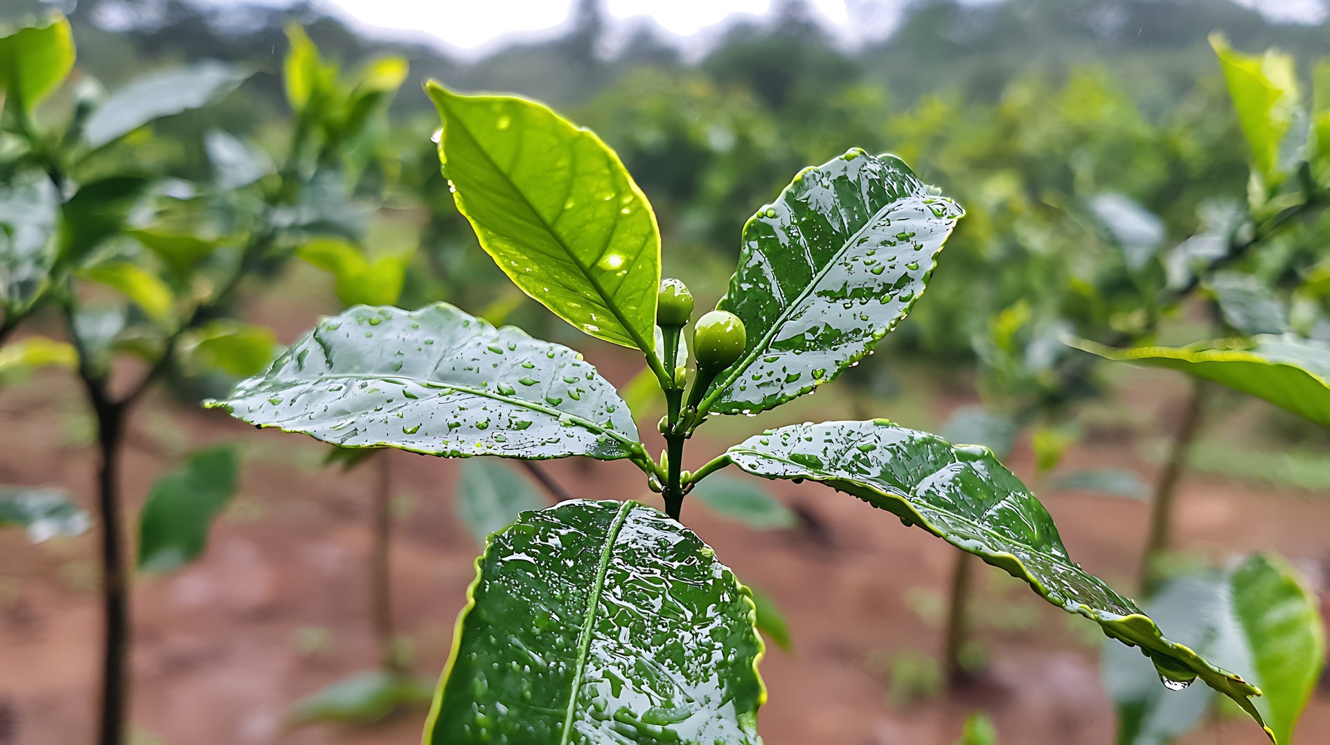 Yes, You Can Grow Coffee Indoors: How to Care for Your Coffea arabica ...