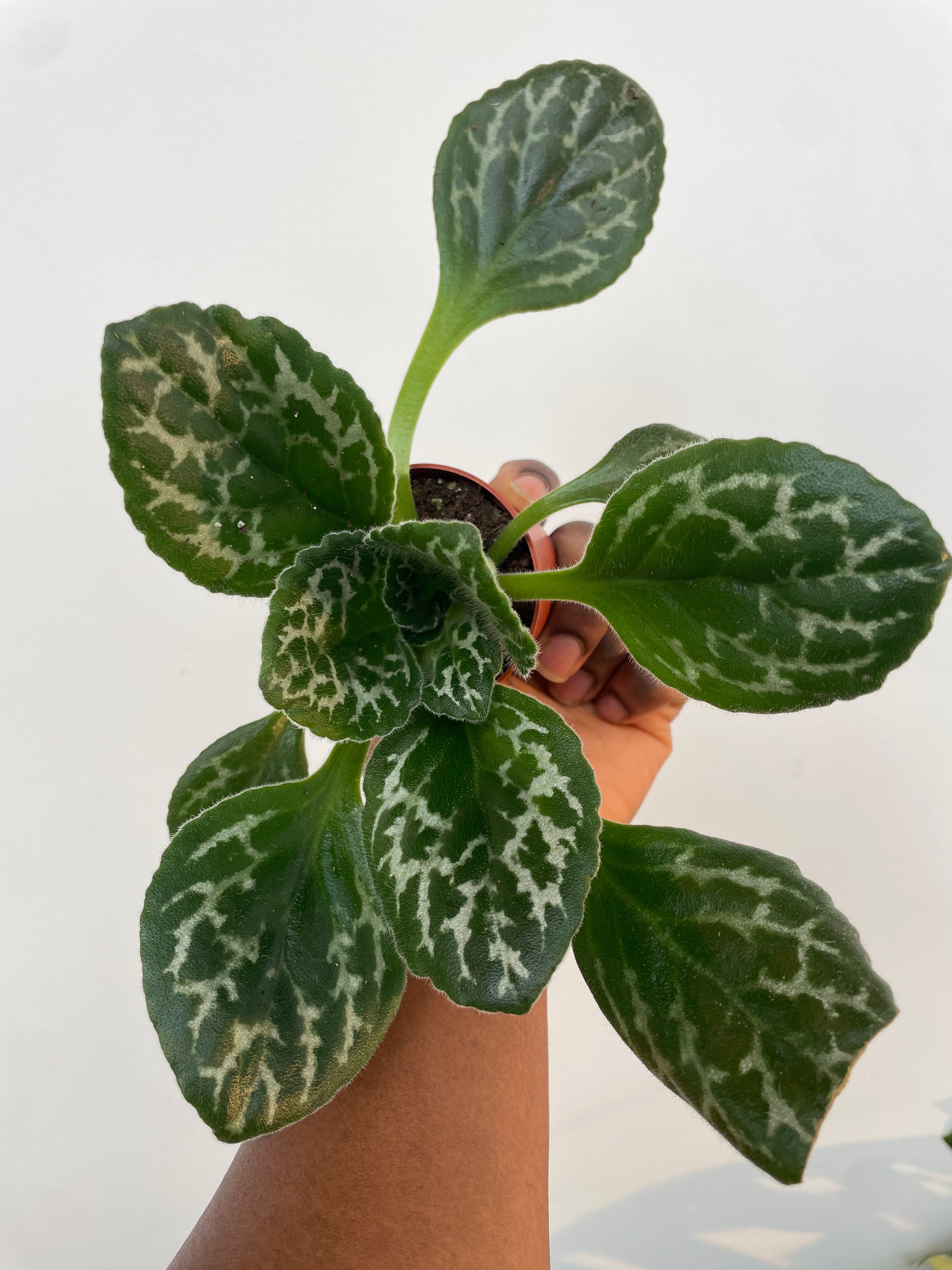 Primulina Nova – Plant and People