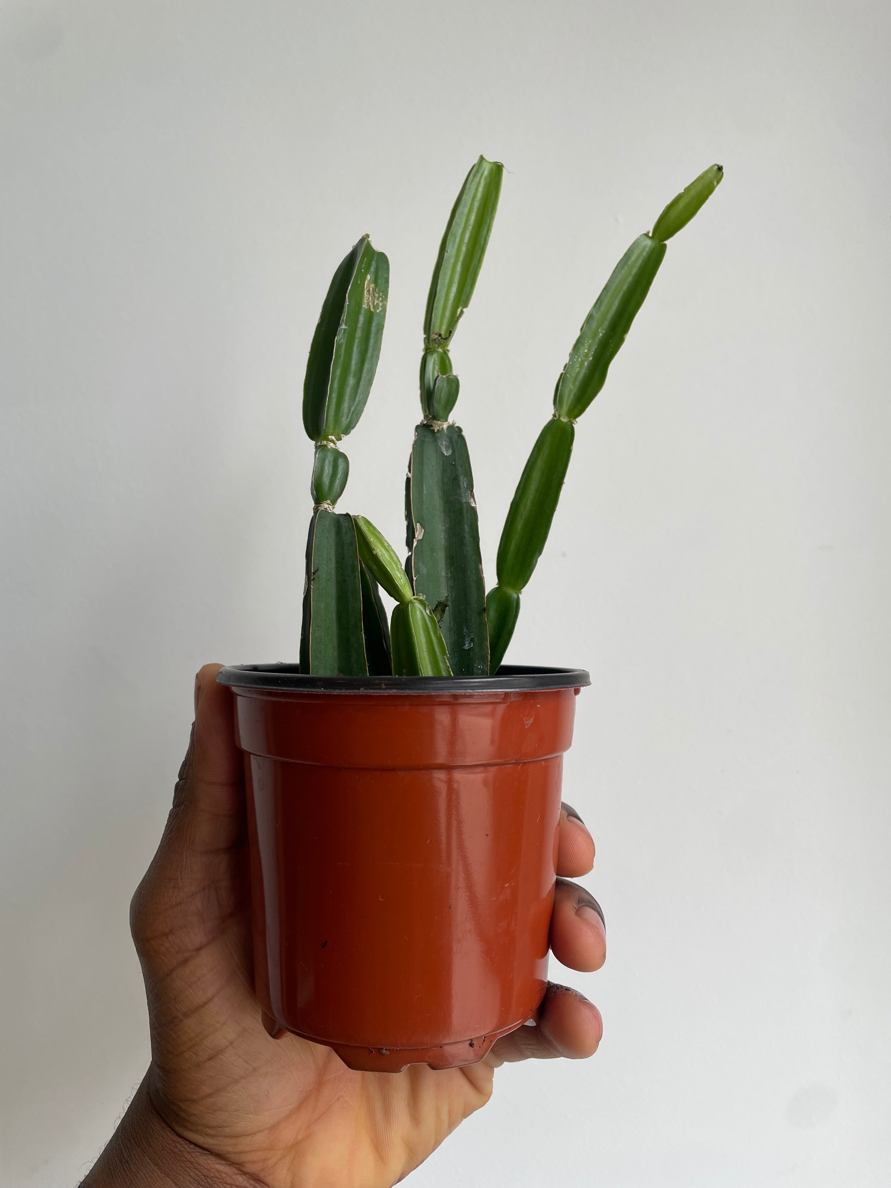 Cucumber Cactus – Plant and People