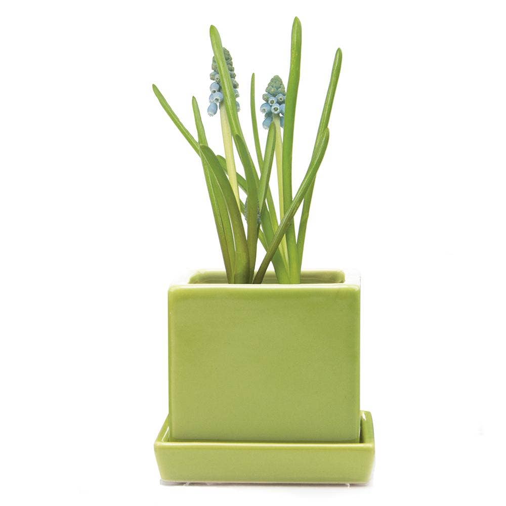 Cube Pot With Saucer And Drainage Hole : Lime Green – Plant and People