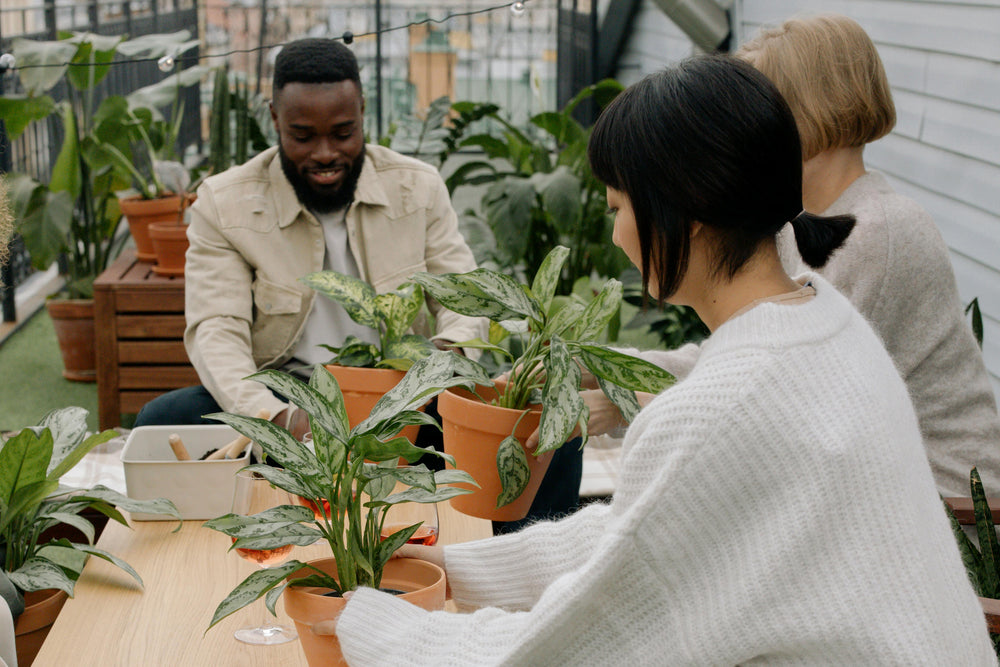 Workshops – Plant and People